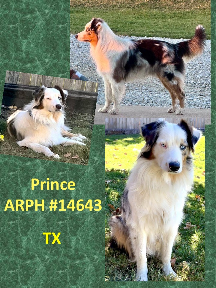 Available Dogs